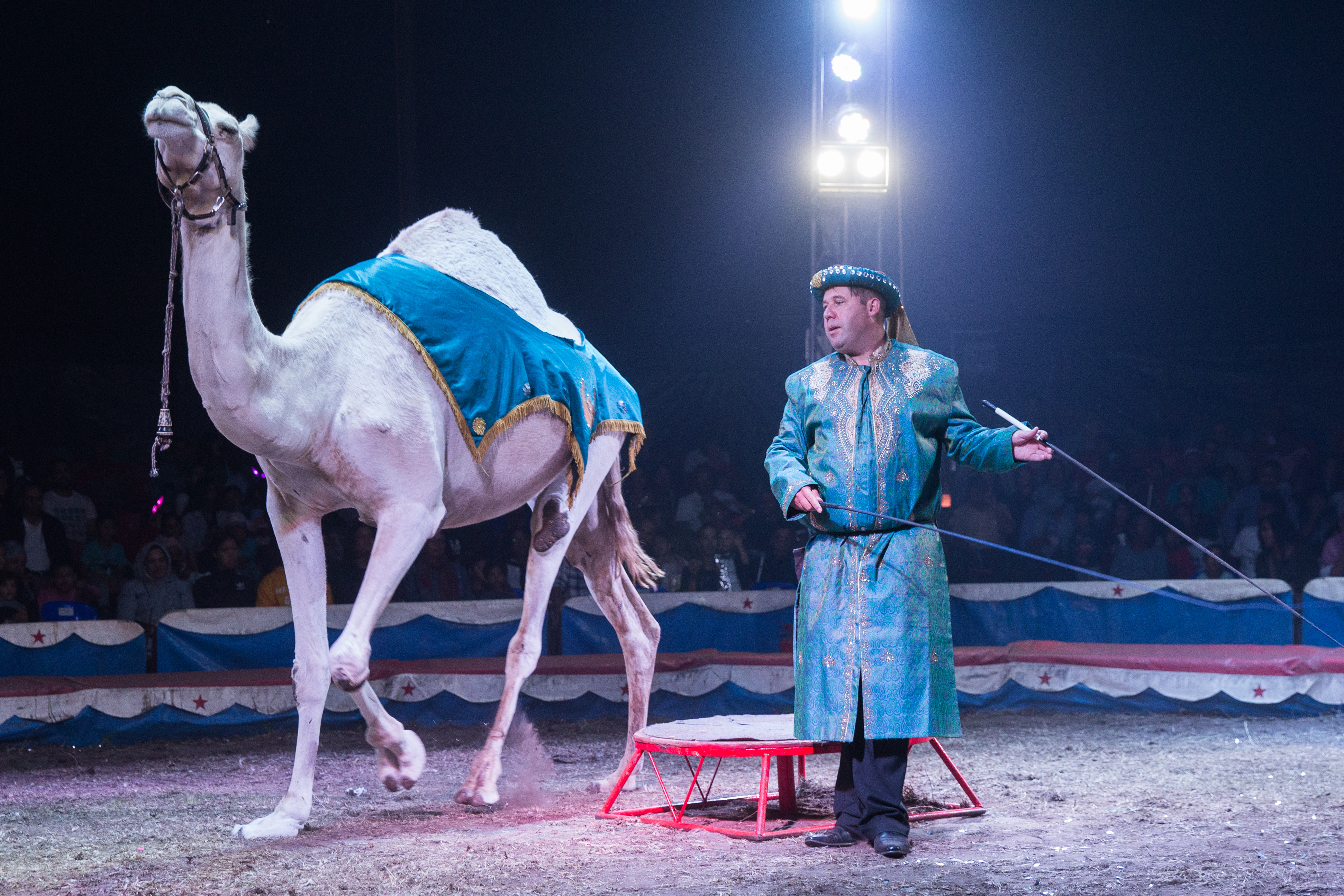 Circus Animals Part Of A Magical World Or The Victims Of Cruelty Circus Animals Part Of A Magical World Or The Victims Of Cruelty